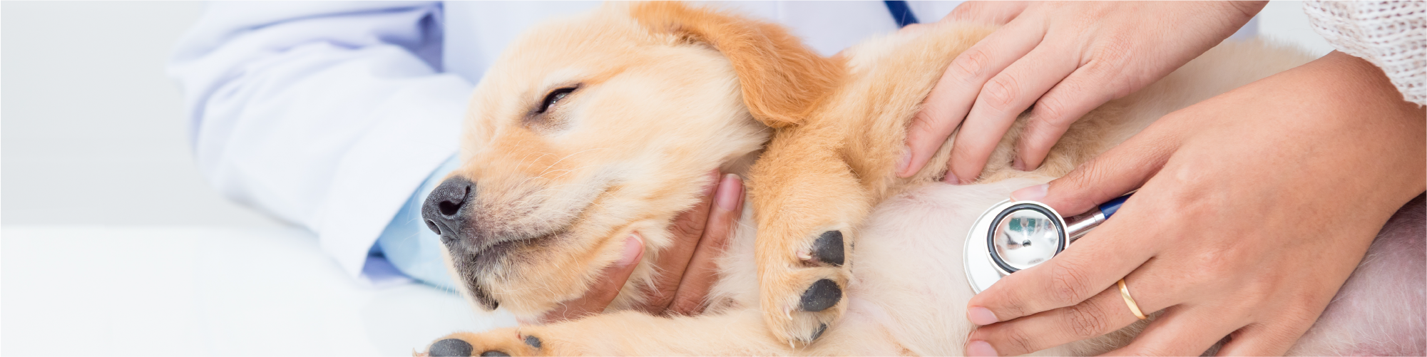 Click & Collect Mobile Vet Lab | Votre commande à Chalamont